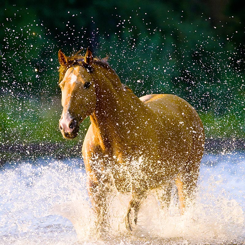 Equine Registration Animal Registries AqHR ADNAR Recordkeeping